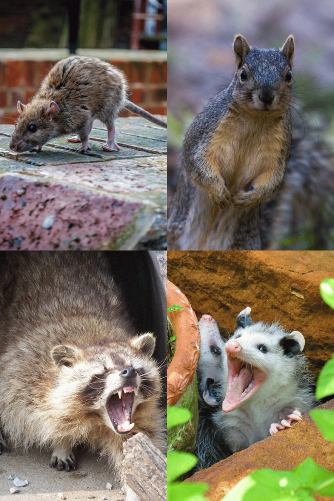 Noises In Your Attic | Mice, Rats, Squirrels, Raccoons, and Possums ...